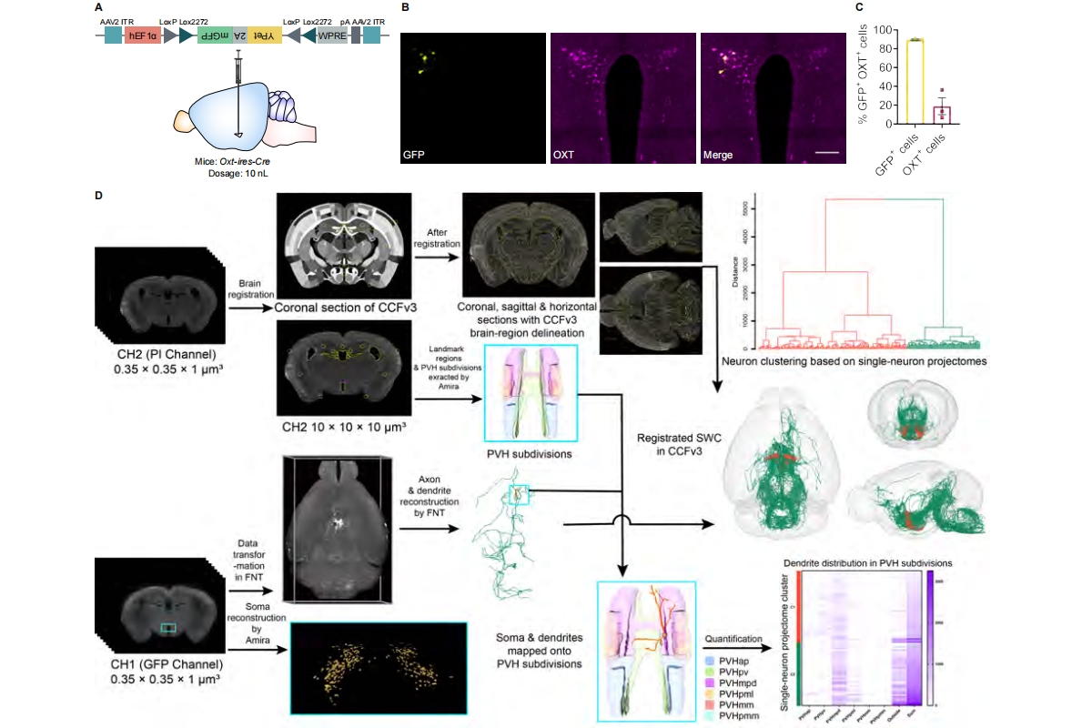 中国科学院脑科学数据中心