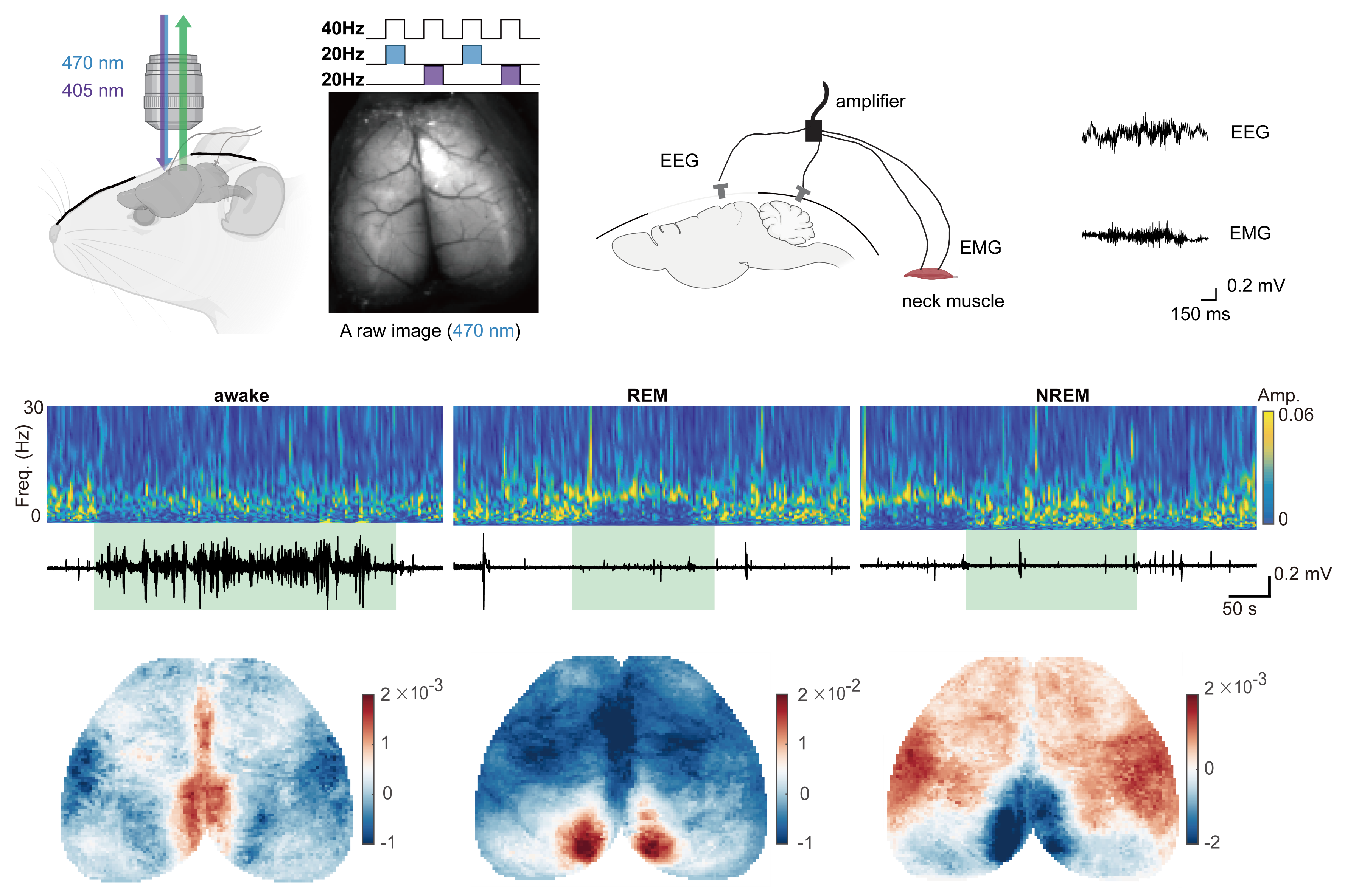 中国科学院脑科学数据中心