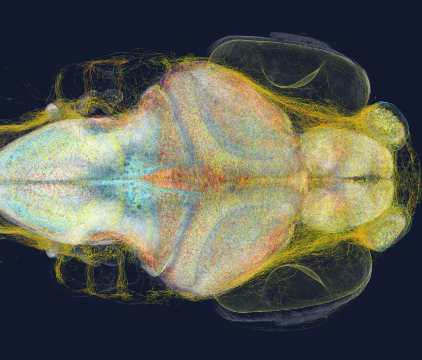 中国科学院脑科学数据中心