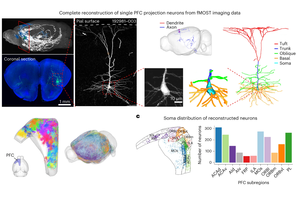 中国科学院脑科学数据中心